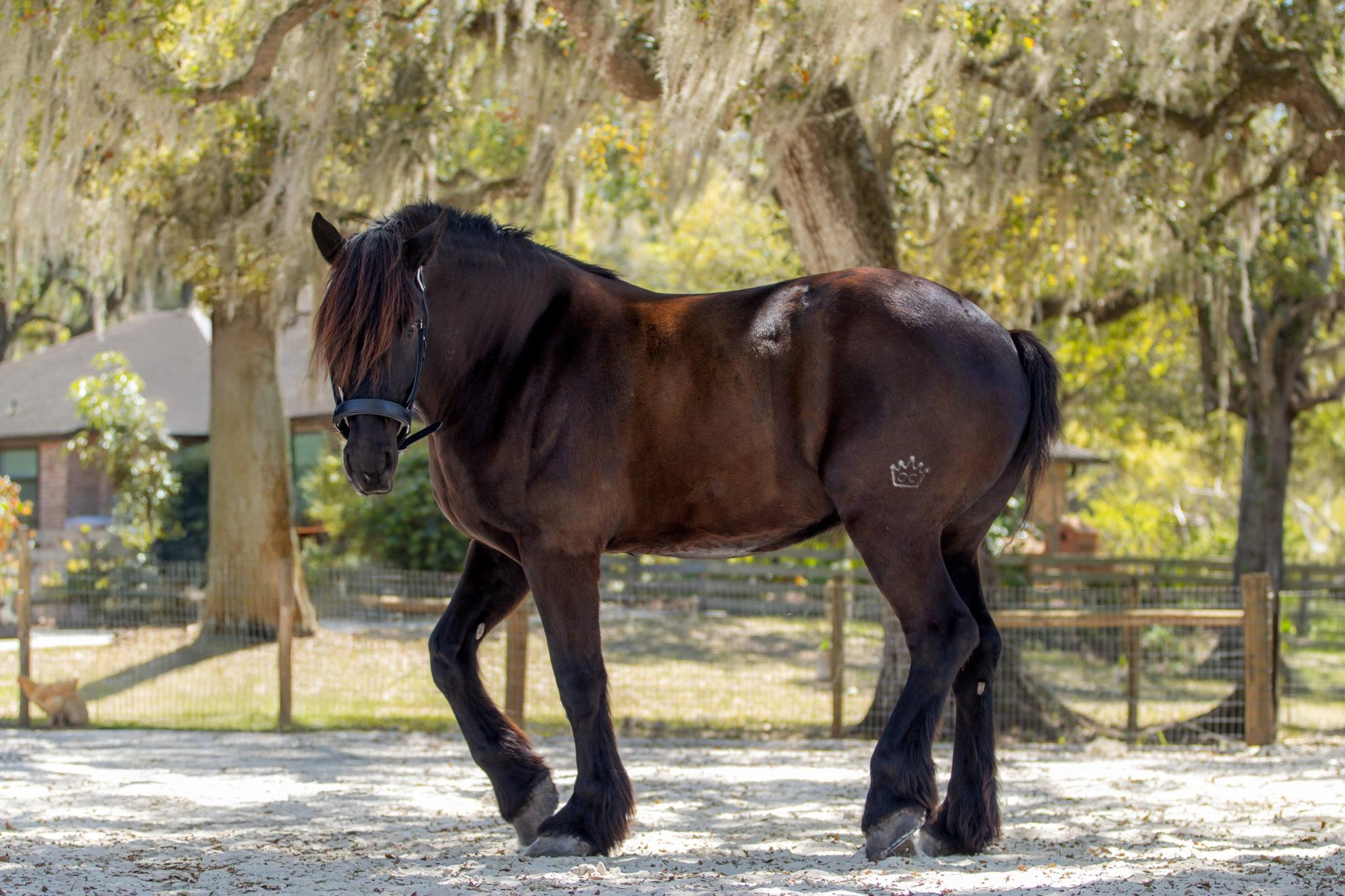 Geldings